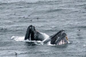 A Golden Gate Escape: Exploring the Point Reyes National Seashore in ...